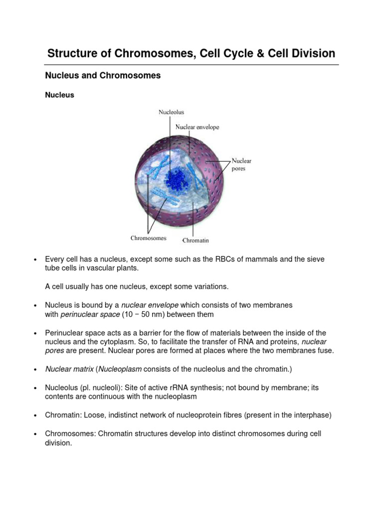 Cell Division & Chromosome Basics | PDF | Mitosis | Meiosis