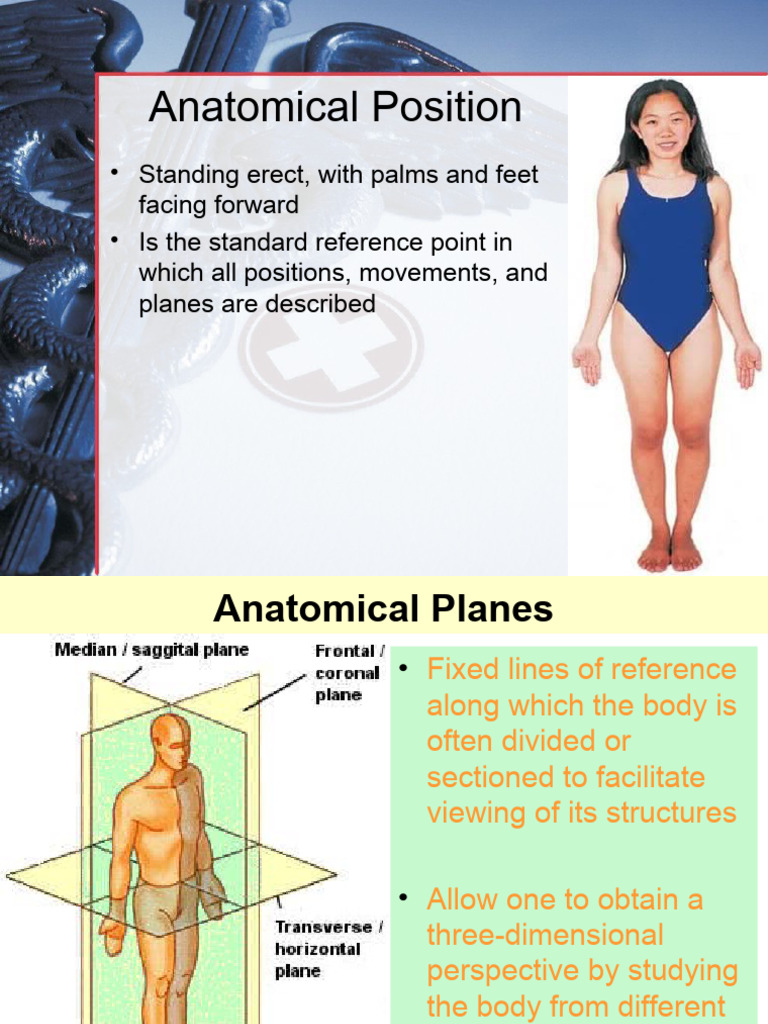 Medical Terminology 01 | PDF | Anatomical Terms Of Motion | Joints