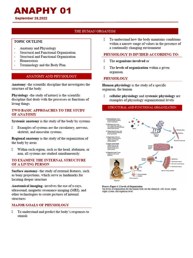 Anaphy 01 | PDF | Peritoneum | Abdomen