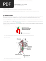 Arterias Faríngea y Occipital | PDF | Artería | Sistema cardiovascular