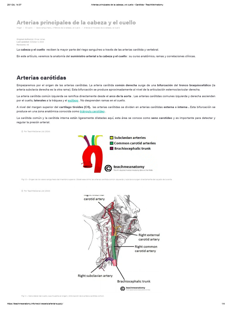 Arterias Principales de La Cabeza y El Cuello - Carótida ...