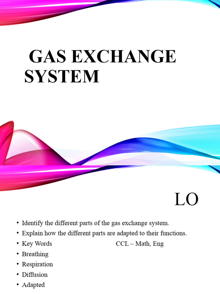 Gas Exchange System Year 8 | PDF | Lung | Respiratory System