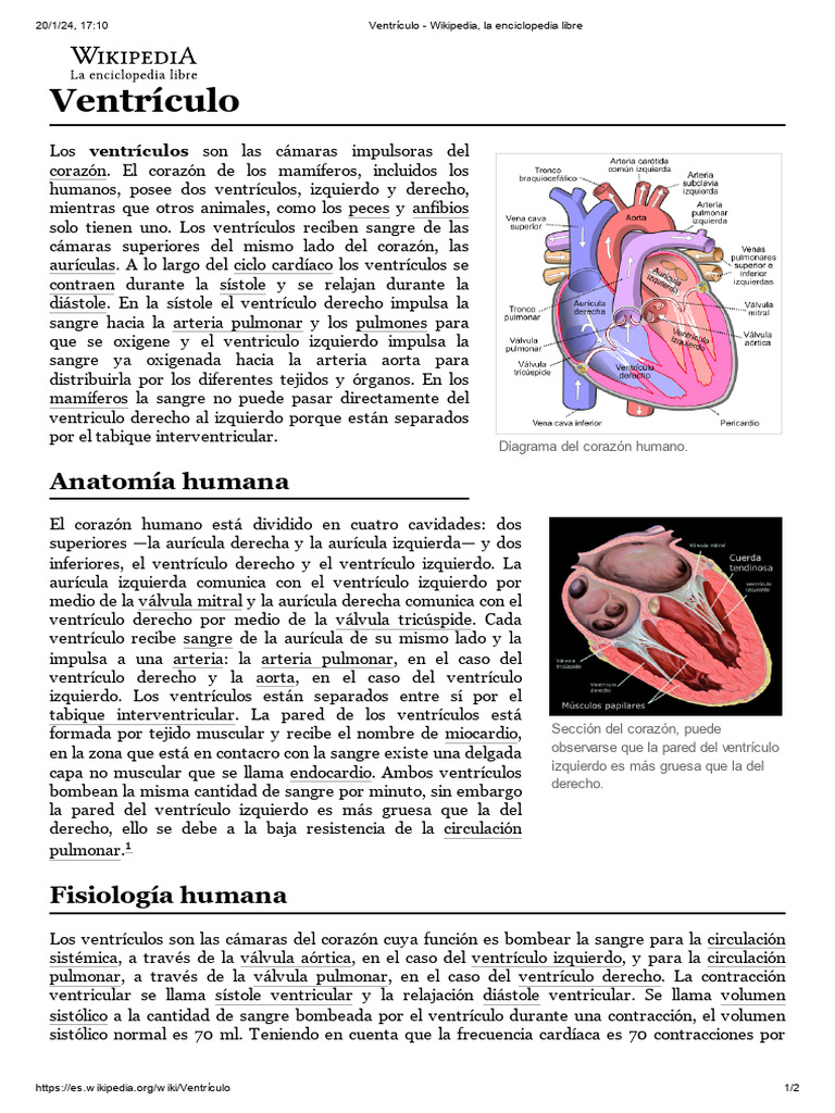 Ventrículo - Wikipedia, La Enciclopedia Libre | PDF | Ventrículo ...
