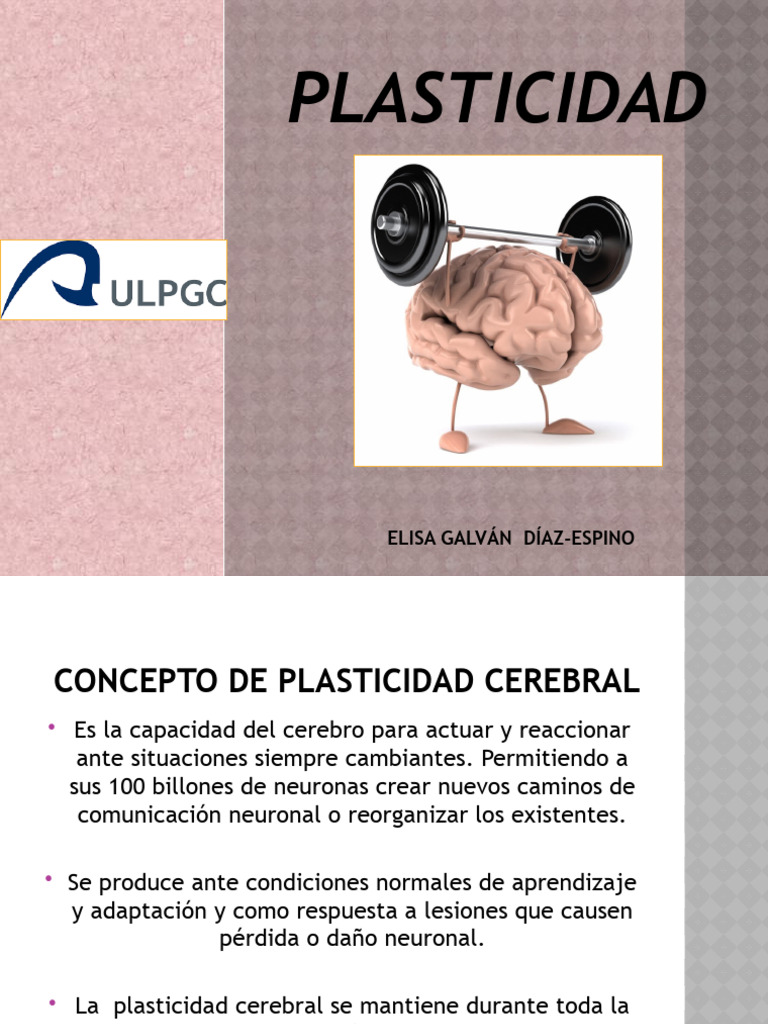 PLASTICIDAD | PDF | Neuroplasticidad | Cerebro