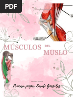 Muslo Posterior | PDF | Rodilla | Anatomía del miembro inferior