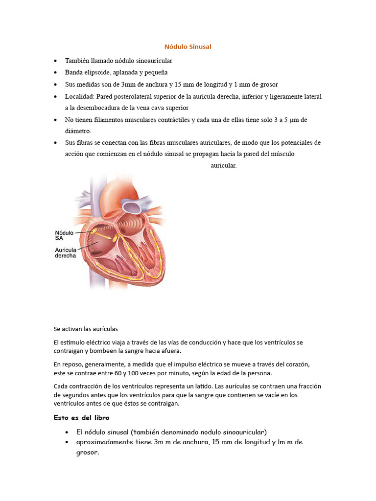 Nódulo Sinusal | PDF | Corazón | Músculo esquelético