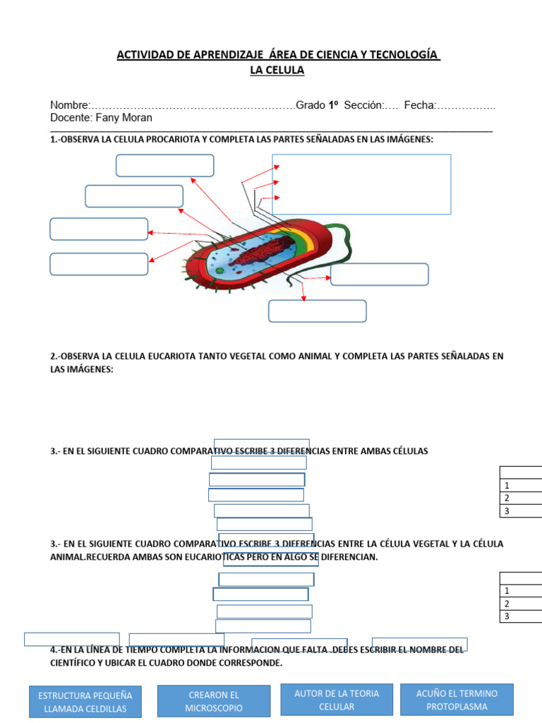 01 Actividad - de - Aprendizaje - Celulas | PDF