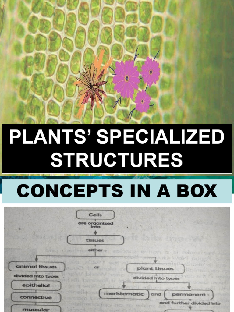 Plant Structure & Function Guide | PDF | Plant Stem | Leaf