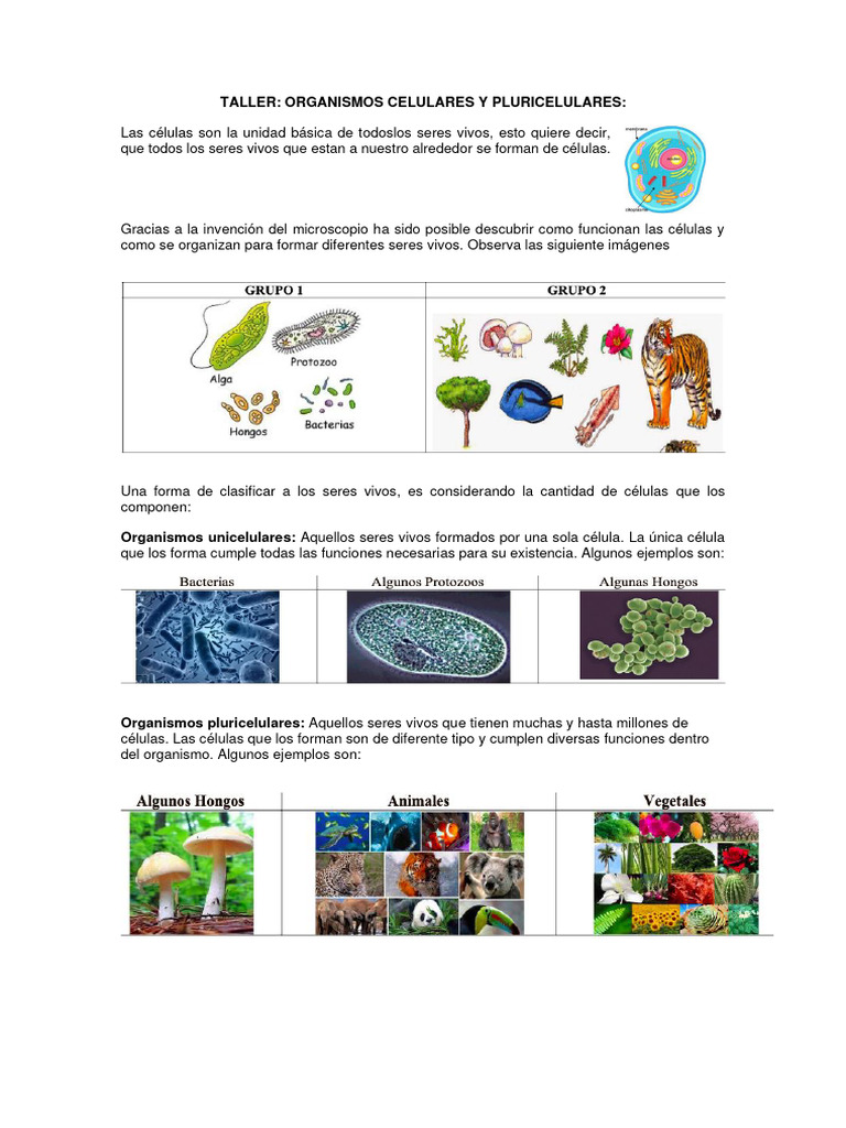 Organismos Unicelulares y Pluricelulares | PDF | Organismos | Biología ...