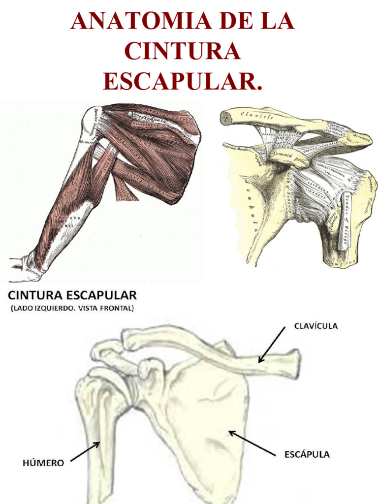Anatomia de la cintura escapular. Dr Benitez | PDF