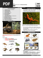 Classification of Frogs | PDF | Frog | Amphibian