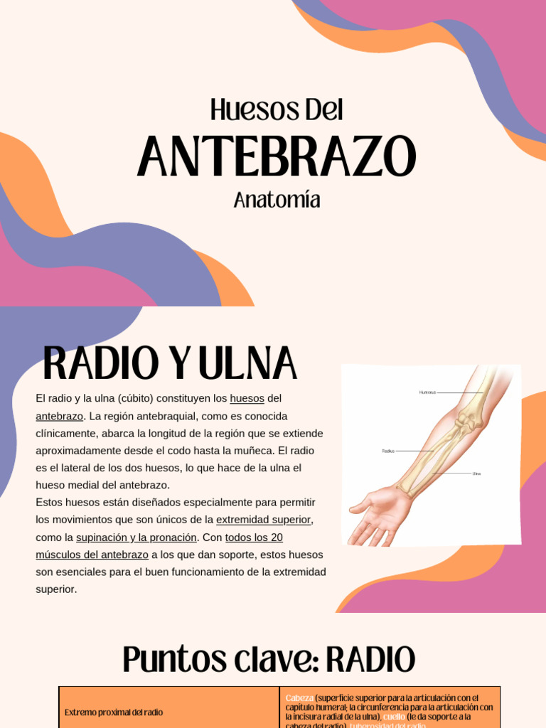 Anatomía del Radio y Cúbito en el Antebrazo | PDF | Codo | Extremidades ...