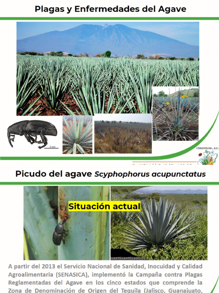 Plagas y Enfermedades Del Agave 20213 - 1 | PDF