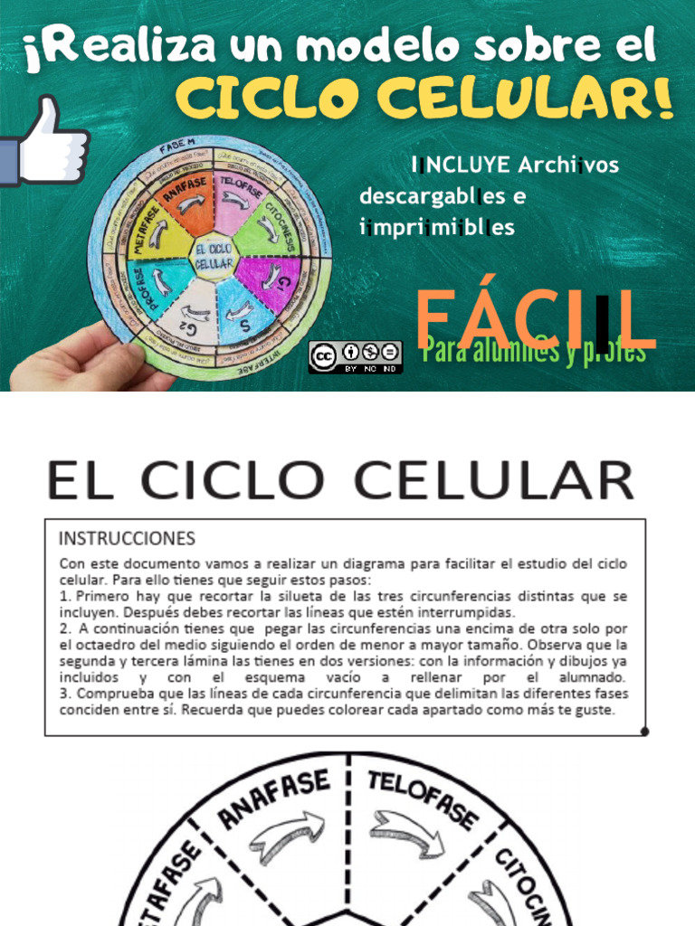 Maqueta y Dibujo del Ciclo Celular | PDF | Mitosis | Biología Celular)