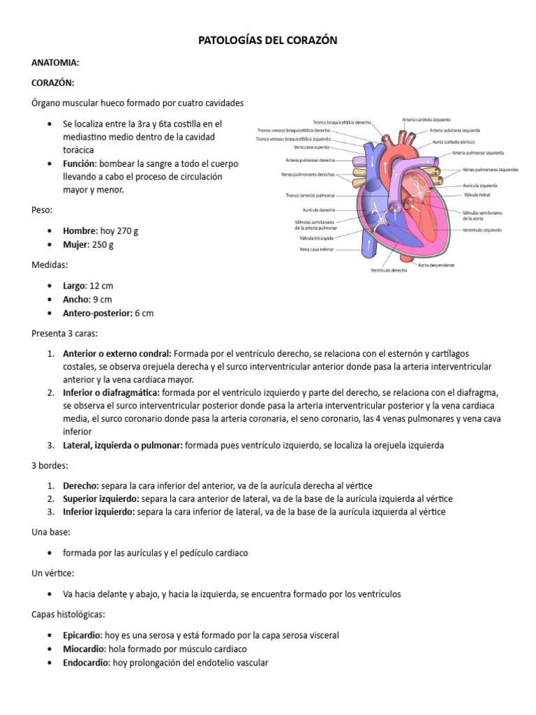 Patología del corazón | PDF | Corazón | Sistema circulatorio