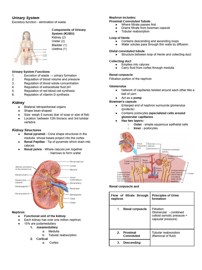 Urinary System | Download Free PDF | Kidney | Urinary System