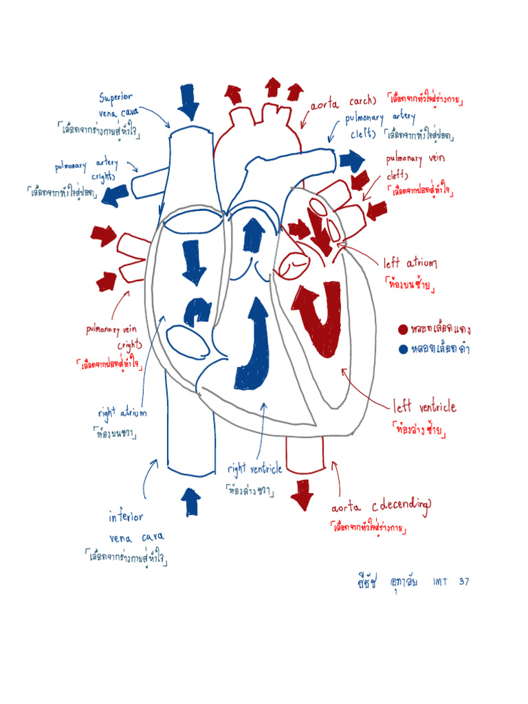 Heart Diagram | PDF