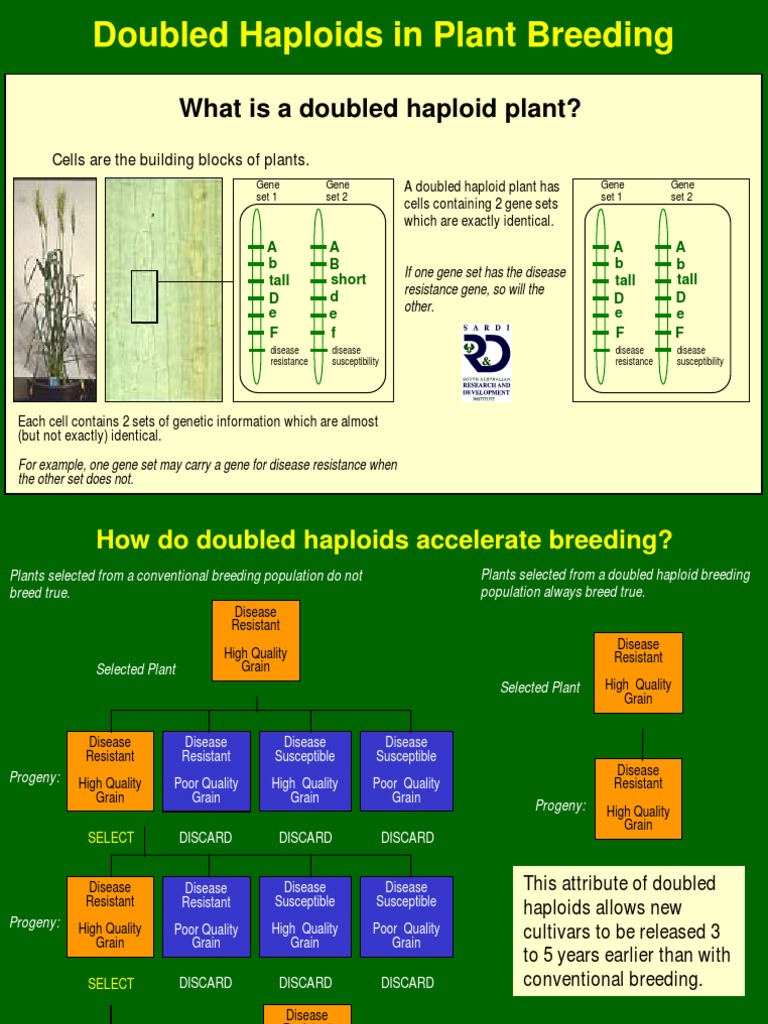 Double Haploids in Plant Breeding | Plant Breeding | Biological ...
