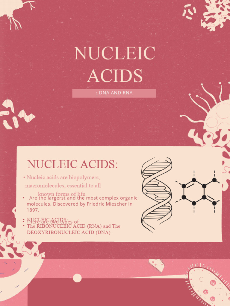 Pink Illustrative Organic Biology Project Presentation | PDF | Nucleic ...