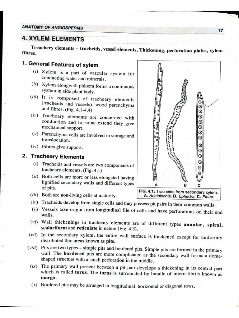 Xylem, Phloem, Wood, Epidermal | PDF