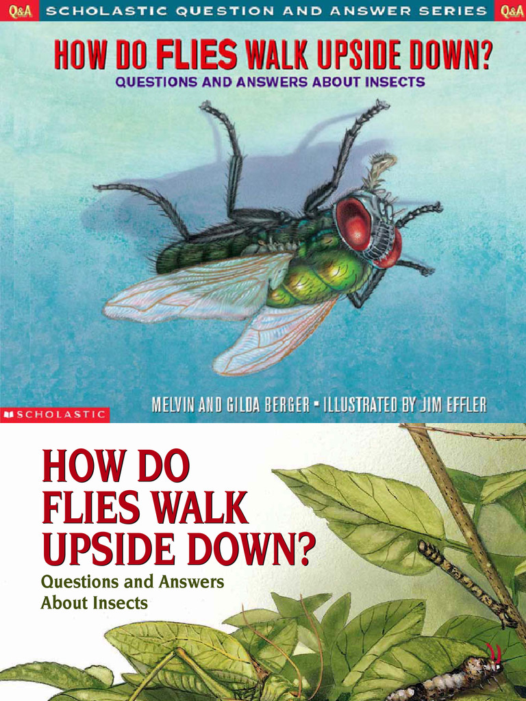 ?how Do Flies Walk Upside Down | Download Free PDF | Pupa | Insects