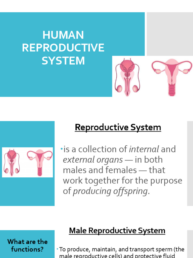 Human Reproductive System | Download Free PDF | Reproductive System ...