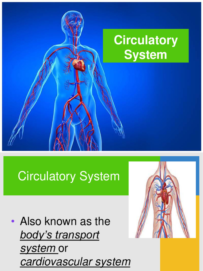 circulatory_system | PDF | Blood | Red Blood Cell