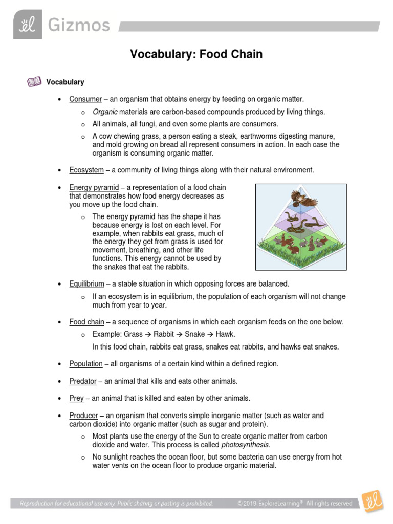 Food Chain Vocabulary Explained | PDF