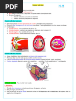 Les Amygdales Palatines | PDF | Angiologie | Anatomie humaine