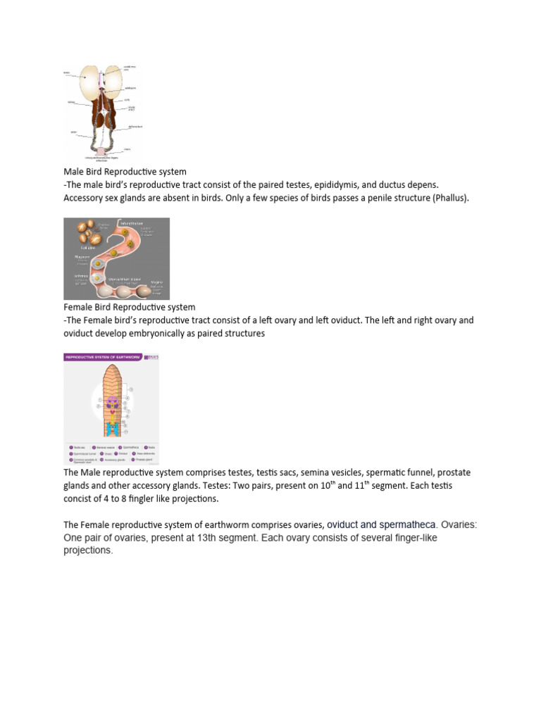 Male Bird Reproductive System Pdf