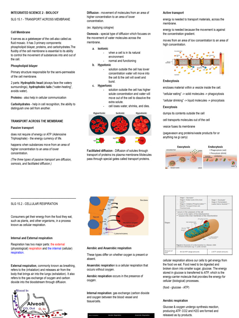 Biology - All About Transportation of Cells, Cellular Respiration ...