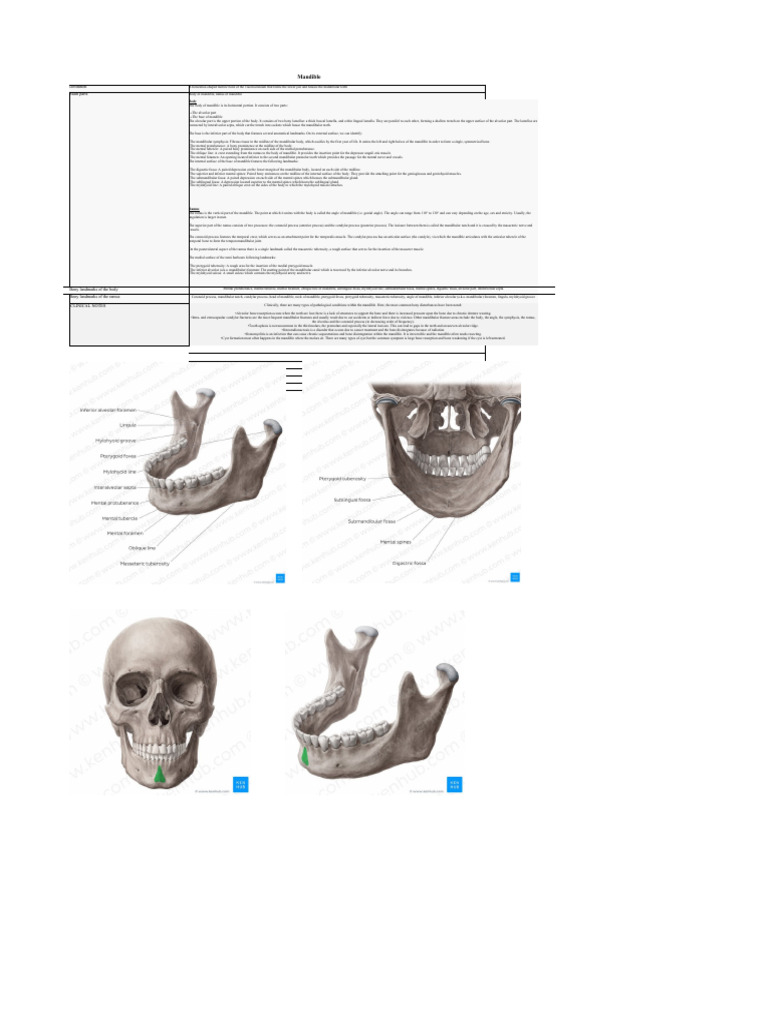 Mandible | PDF | Human Anatomy | Musculoskeletal System