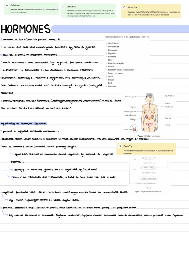 Hormone Notes | PDF | Hormone | Metabolism