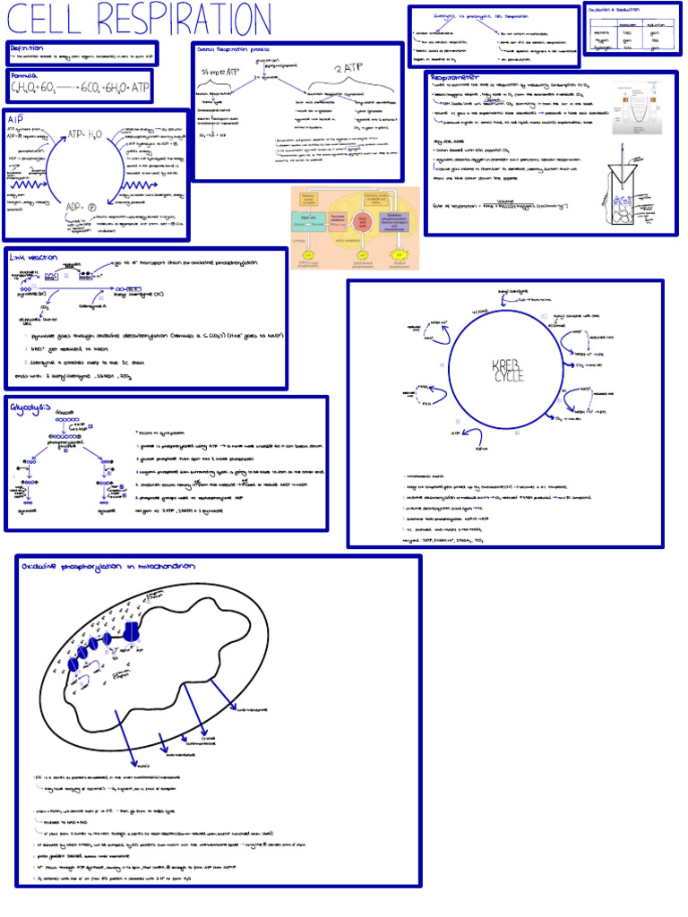 Cell Respiration Notes IB | PDF | Cellular Respiration | Adenosine ...