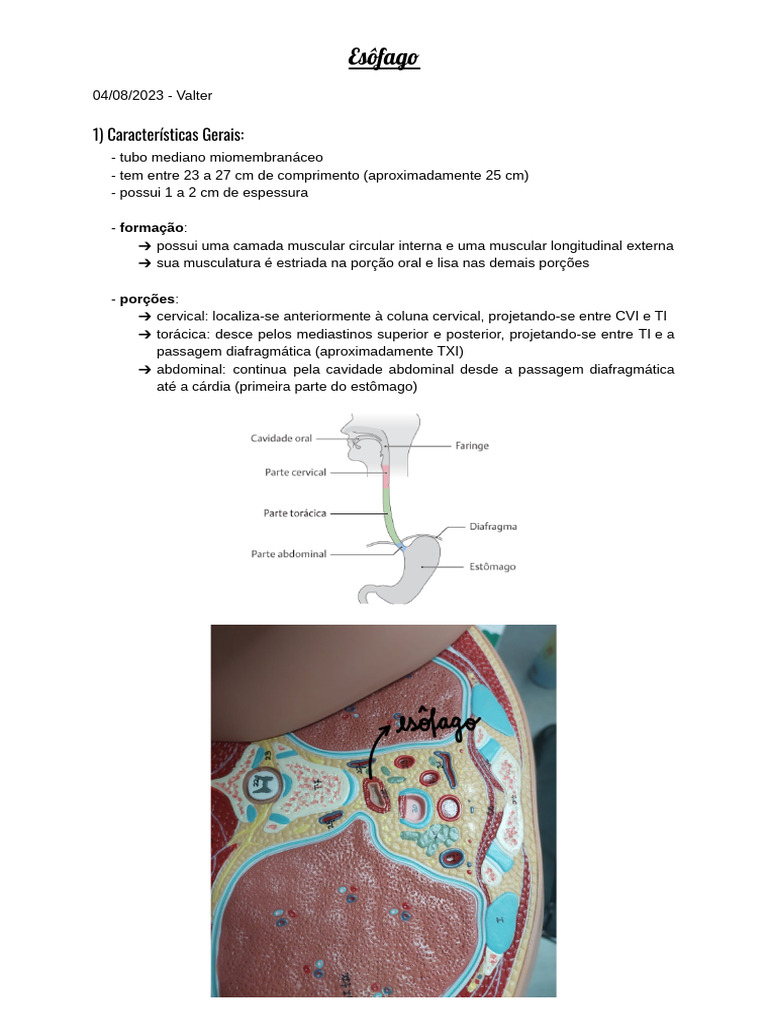 1 - Esofago | PDF