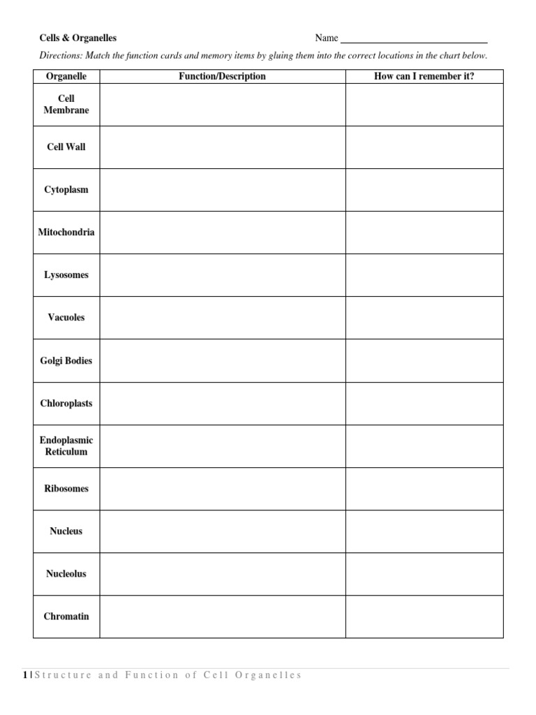 Cell Organelles: Structure & Function | PDF | Cell (Biology) | Lysosome