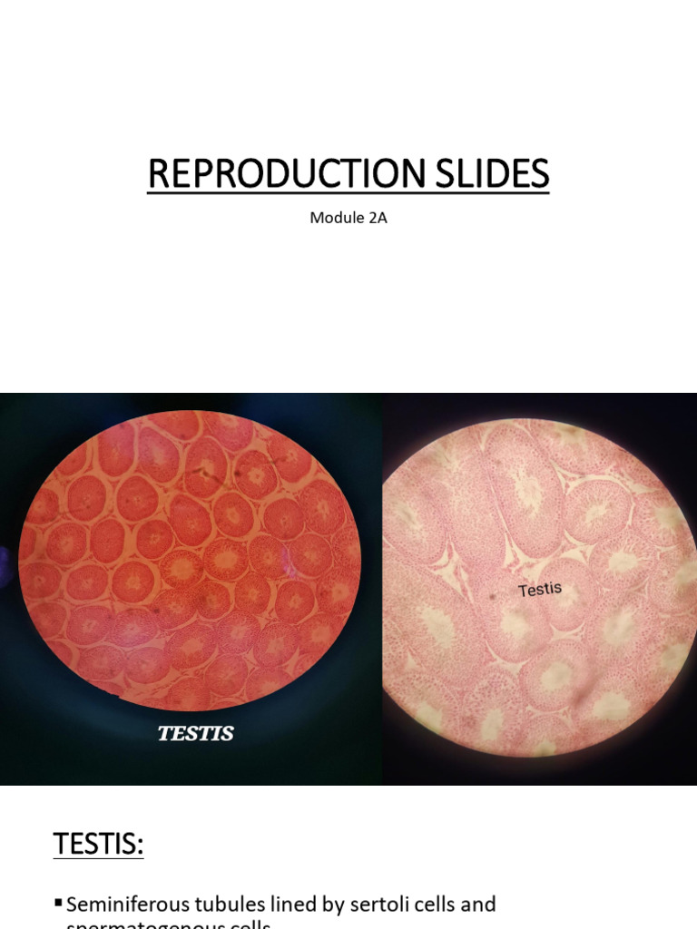 Histo Module 2 | PDF