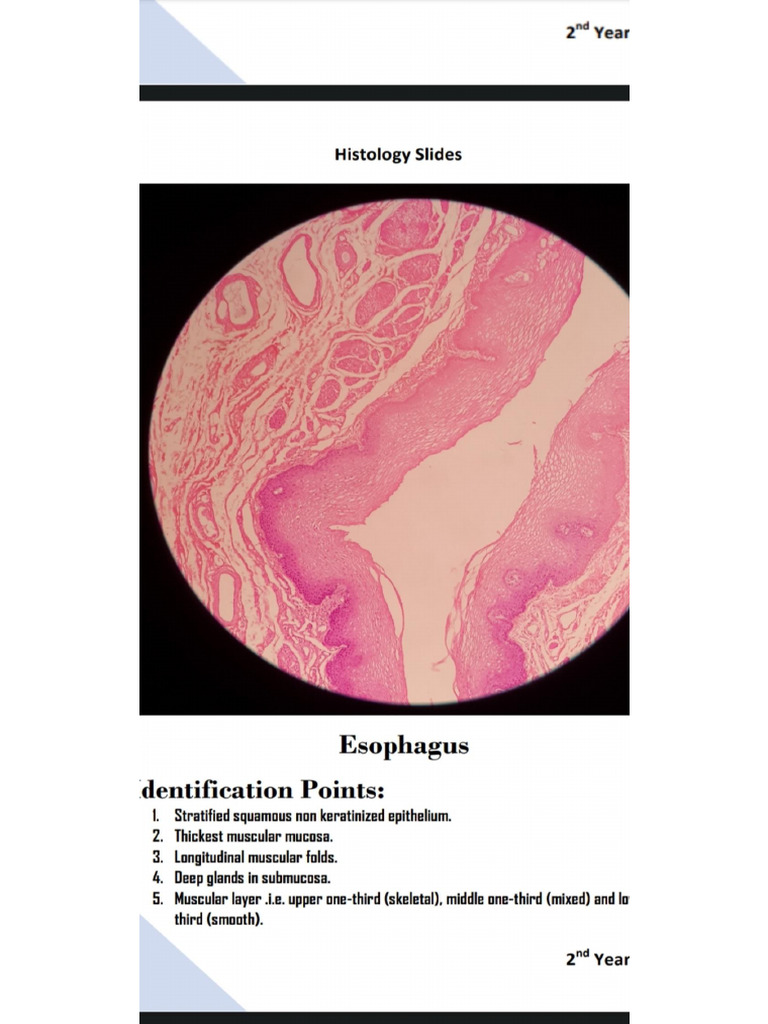 Histo Slides Git and Renal | PDF