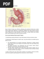 Anatomi Gaster | PDF