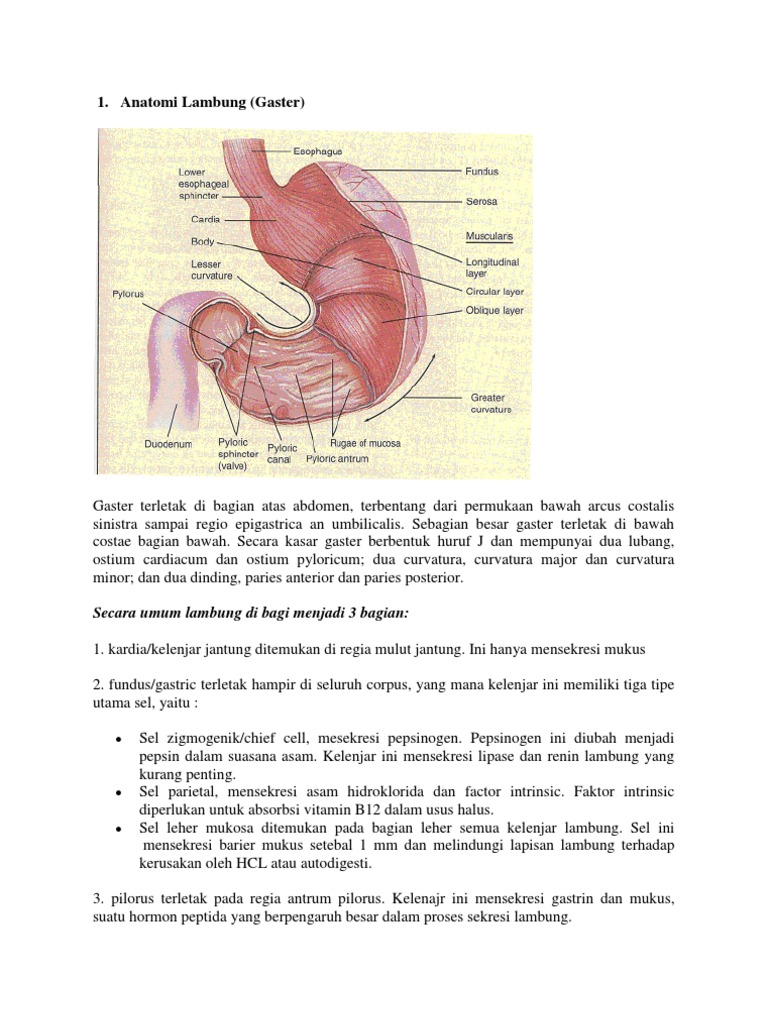 Anatomi Lambung | PDF