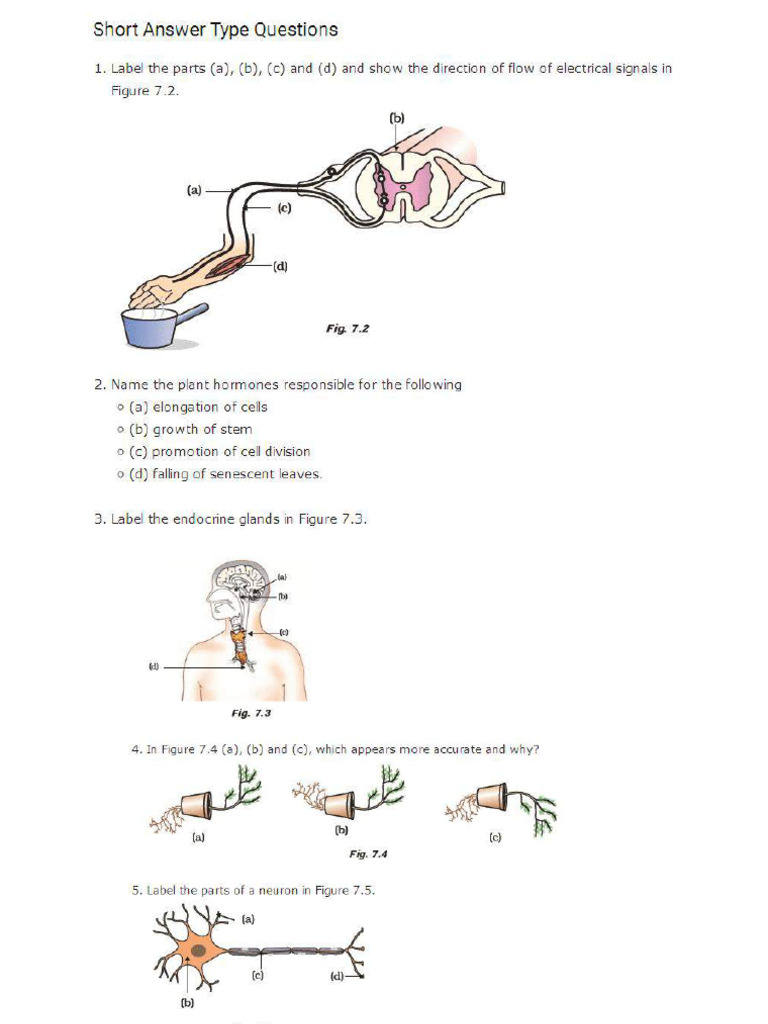 Important Questions For Class 10 Science Chapter 7 Control and Coordination | PDF