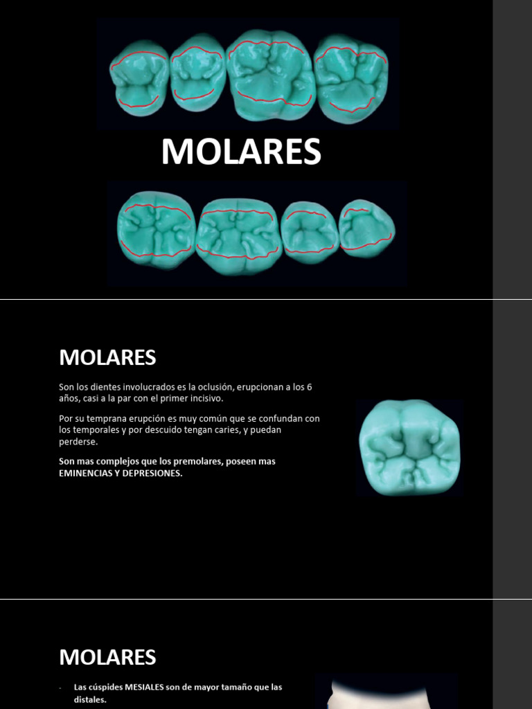 Morfología de los Molares Dentales | PDF | Odontología | Ramas de ...