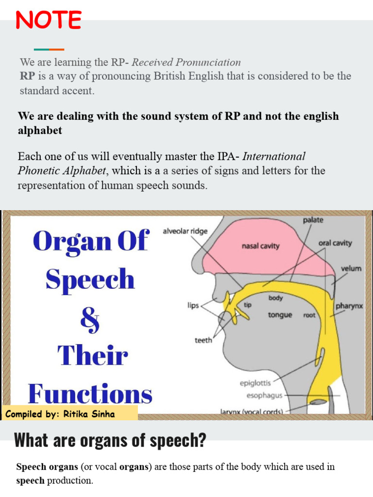Organs of Speech Part 1 | PDF | Larynx | Respiratory System