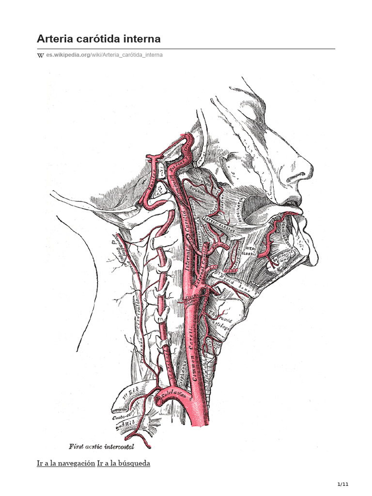 Arteria Carótida Interna | PDF | Cabeza y cuello humanos | Anatomía humana