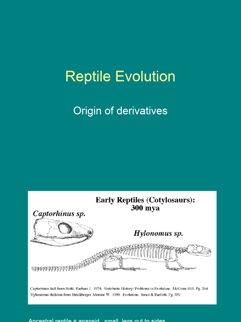 Reptile Evolution | PDF