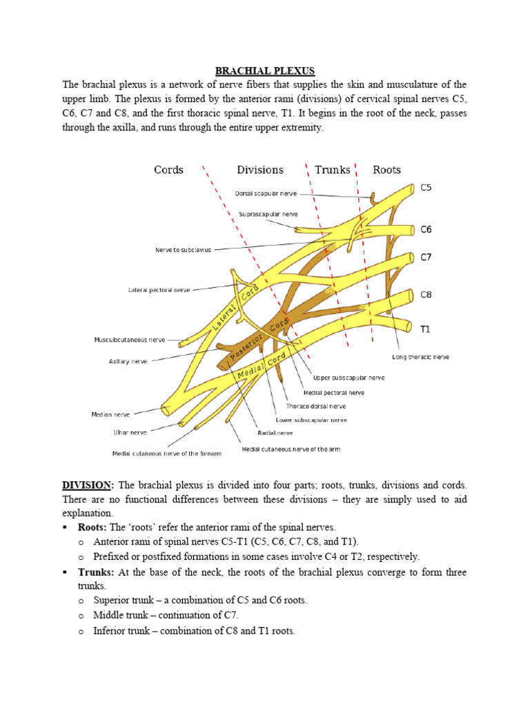 Brachial Plexus Injury | PDF