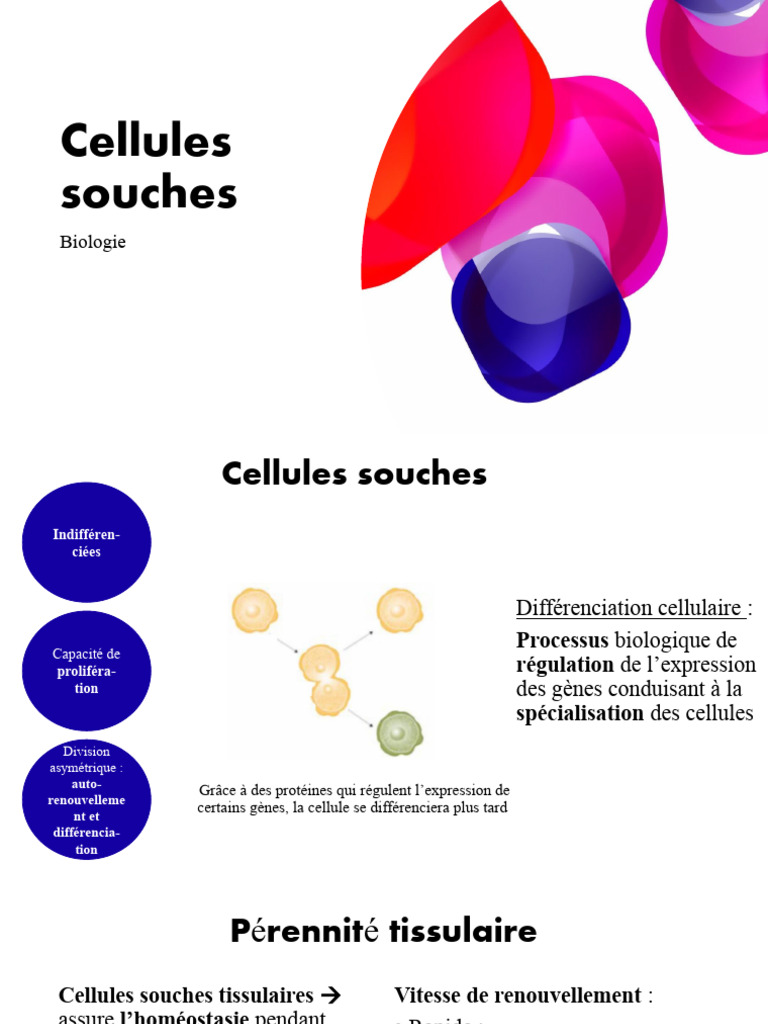 Cellules Souches | PDF | Cellule souche | Différenciation cellulaire