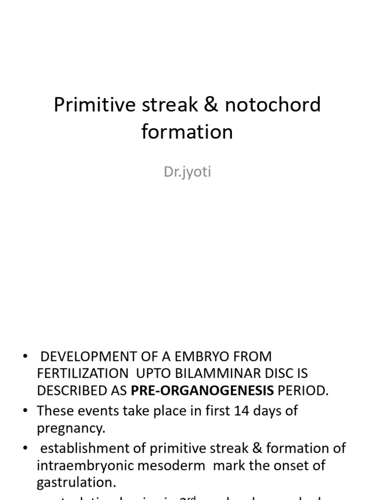 Notochord and Primitive Streak Formation | PDF | Axon | Neuron