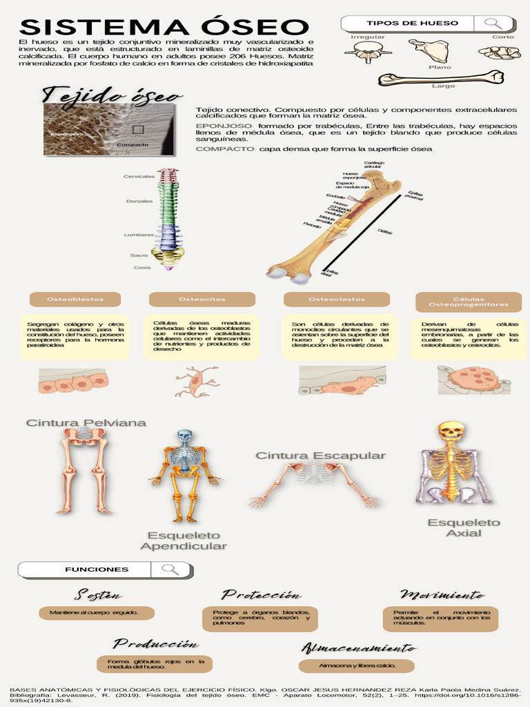 Infografia Óseo y Muscular | PDF