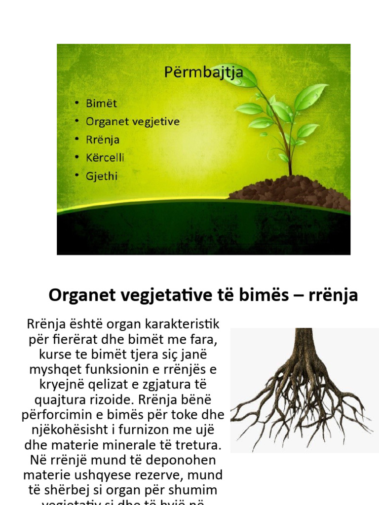 Organet Vegjetative-Rrenja | PDF